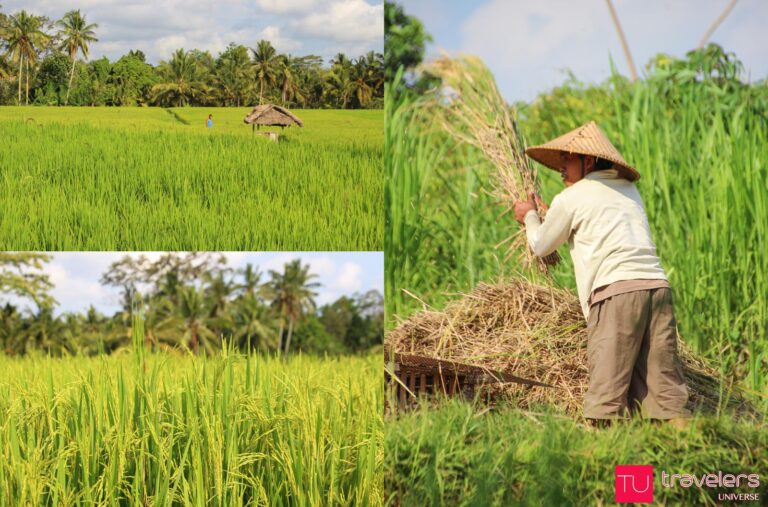 Rice paddies in Bali