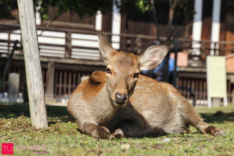 Feed the deer in Nara - Japan for animal lovers