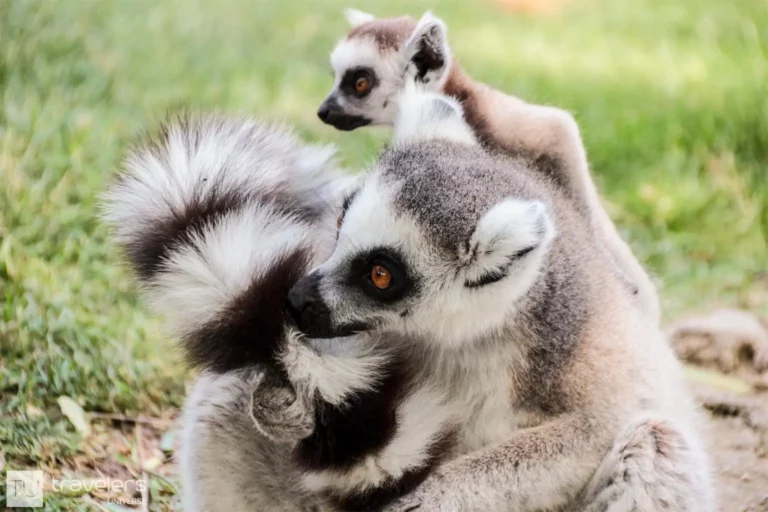 Two lemurs at Bioparc Valencia