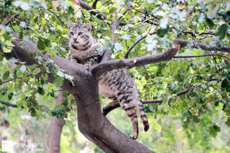 A cat climbing a tree at the Botanical Garden in Valencia