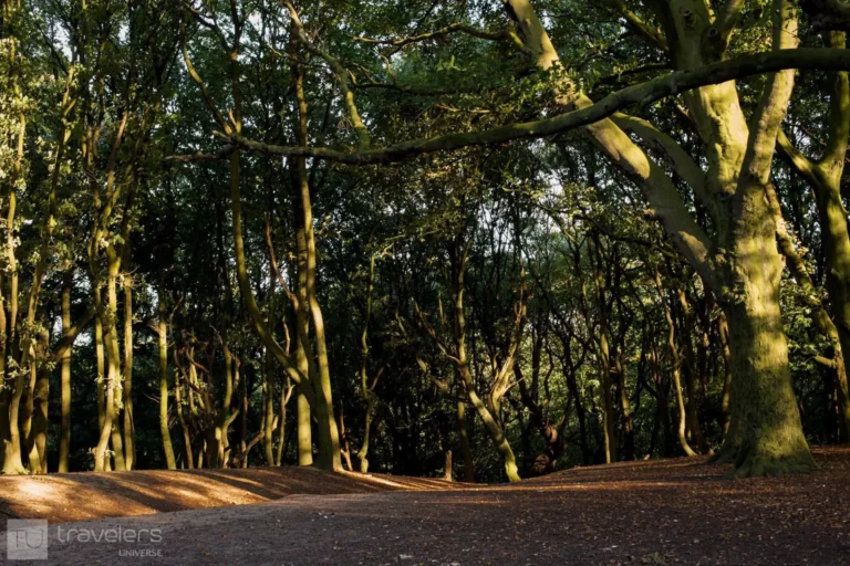 Strolling between Hampstead Heath's twisted trees is one of the most relaxing things to do in London