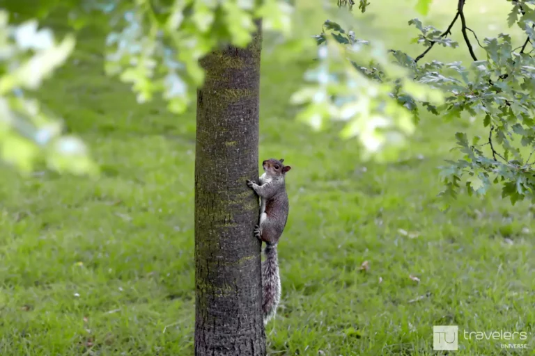 A squirrel climbing up a tree in a park in London