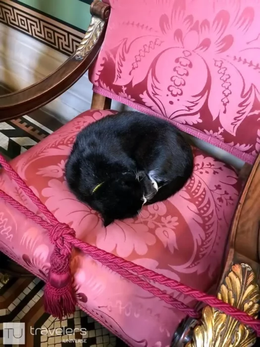 Palmerston, a black and white bicolor cat sleeping on an upholstered chair
