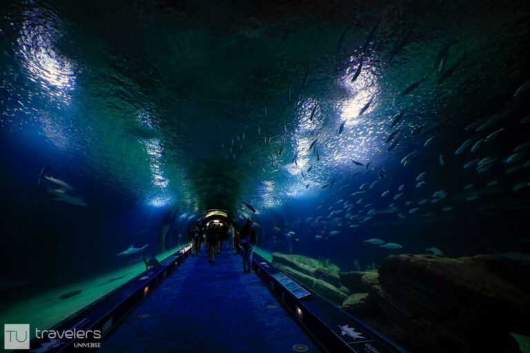 Underwater tunnel with fishes swimming all-around at the Oceanographic, a must-see when exploring Valencia in 3 days