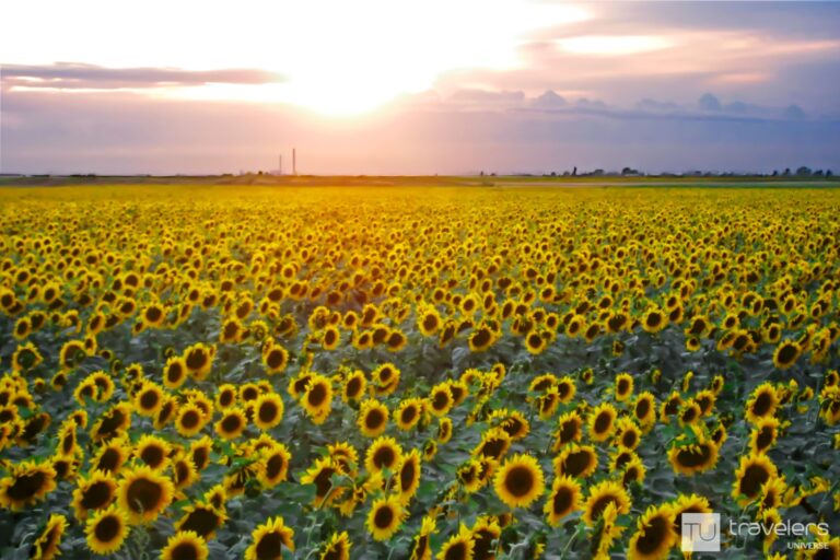 North Dakota sunflower field