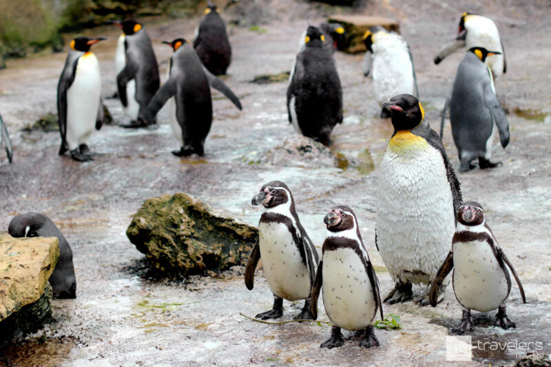 A group of penguins at Birdland Park & Gardens in Bourton on the Water