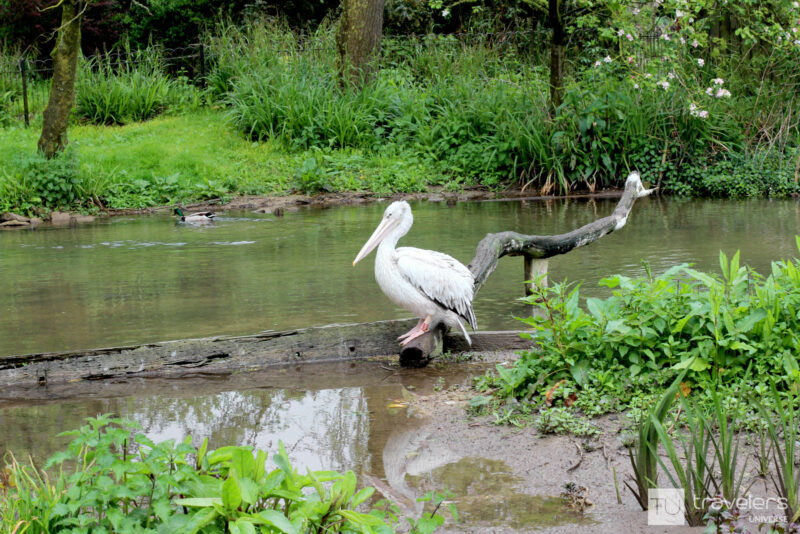 A pelican sitting on a branch by the water at Birdland Park & Gardens in Bourton on the Water