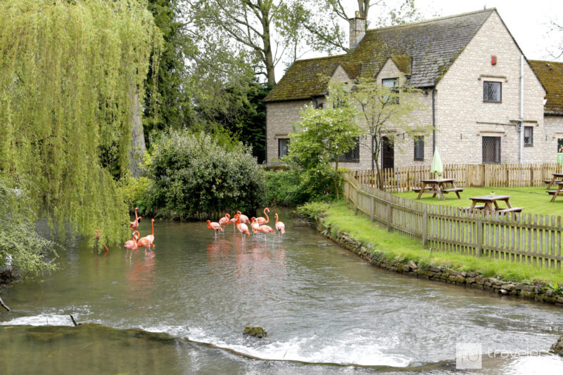 Pink flamingos in a pool of water next to a building at Birdland Park & Gardens in Bourton on the Water