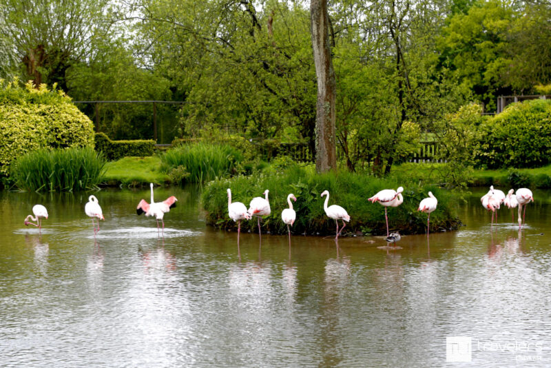 White flamingos in a pool of water surrounded by greenery at Birdland Park & Gardens in Bourton on the Water