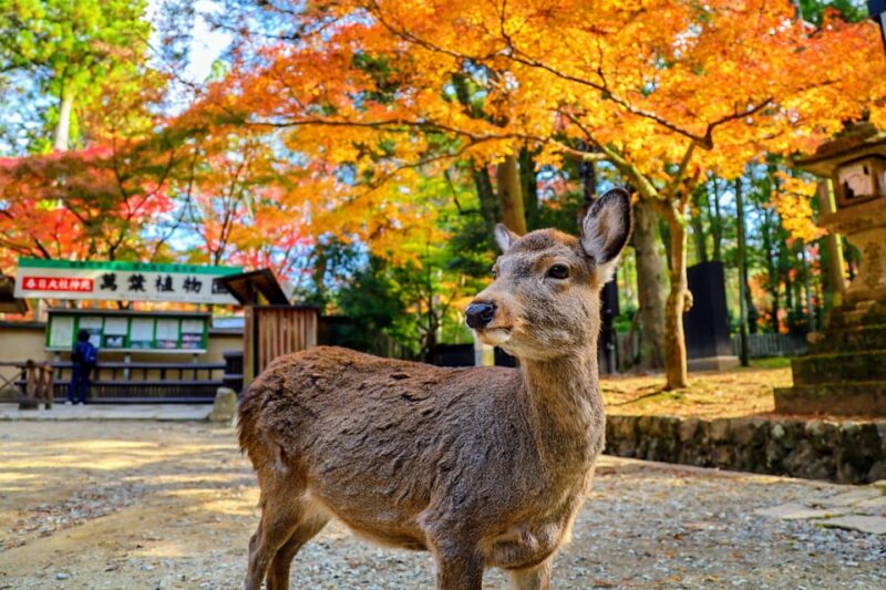 Kyoto: Historical Nara & Kyoto Bus Tour - Notable Sites
