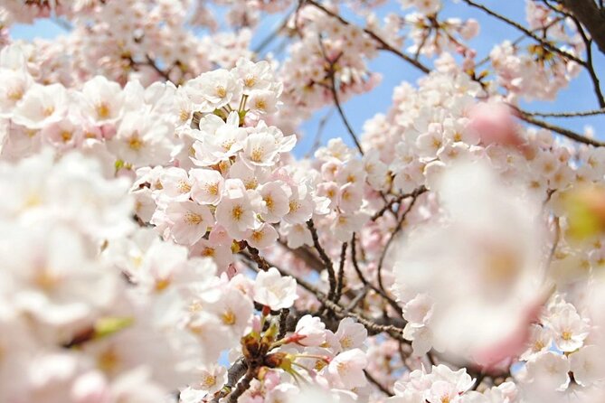 Spring Only) 1-Day Snow Monkeys & Cherry Blossoms in Nagano Tour