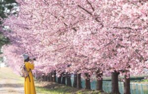 Tokyo: Izu Scenic Train &Kawazu Cherry Blossom & HotelPickup