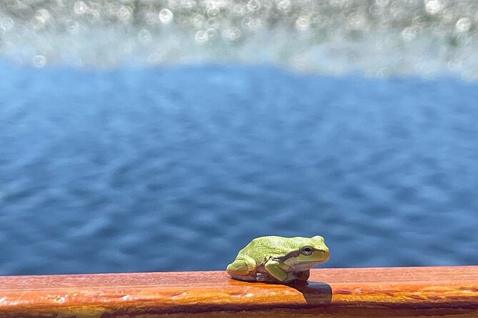 2 Hour Group Boat Trip in Skadar Lake - Tour Overview