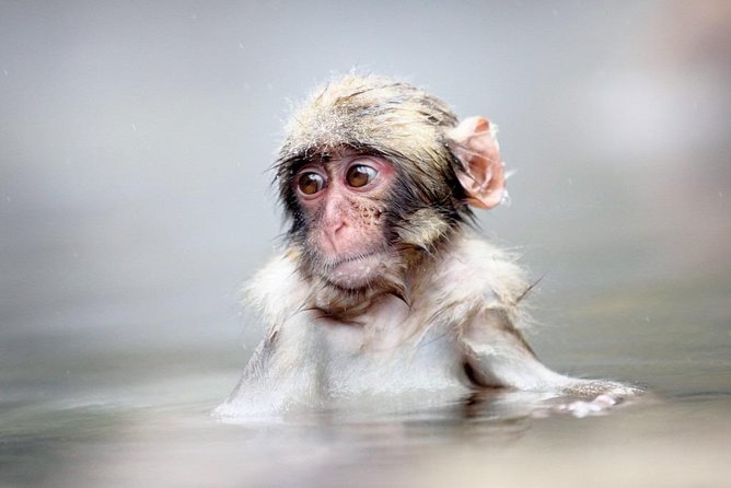 1-Day Snow Monkeys & Zenko-ji Tomyo Lantern Festival Tour - Inclusions