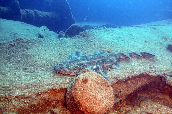 2 Dive Package for PADI Qualified Divers in Gran Canaria - Experience Details