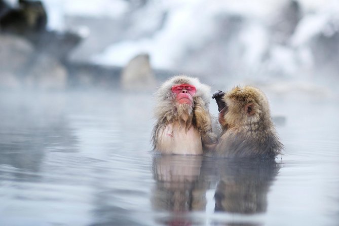 3-Day Private Tokyo and Nagano: Snow Monkeys, Tsukiji Market and Bullet Train - Meeting and Pickup Details