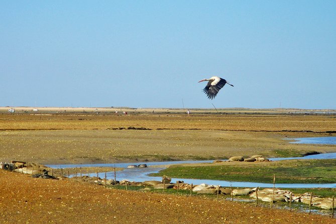 3-Hour Boat Tour in Ria Formosa on Olhão Algarve - Highlights of the Itinerary