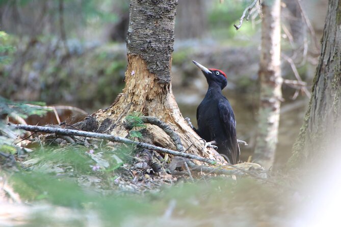 3hours Primeval Forest and Stunning Views of Cliff Trekking Tour - Inclusions