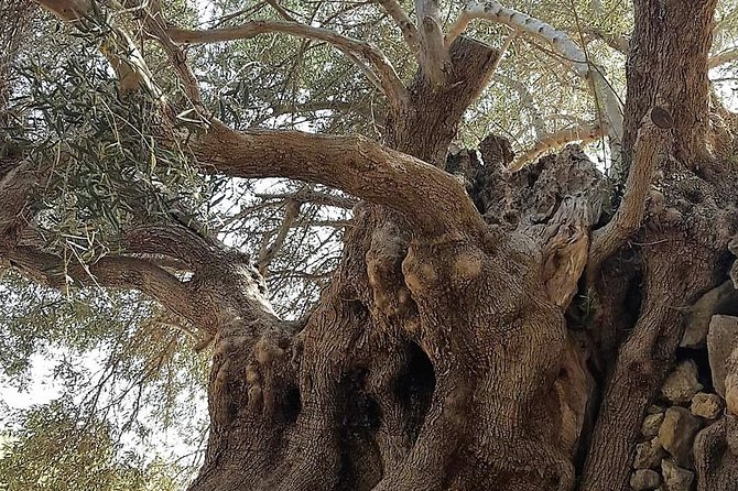 All-Day Land Rover Tour Review in Crete - Highlights of the Itinerary
