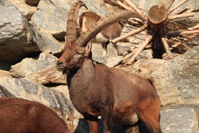 Alpine Zoo Innsbruck and Hungerburg Funicular Combo Ticket - Ticket Pricing and Cancellation Policy