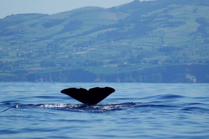 Among Whales Dolphins and Volcanoes Full Day Tour With Lunch - Itinerary Highlights