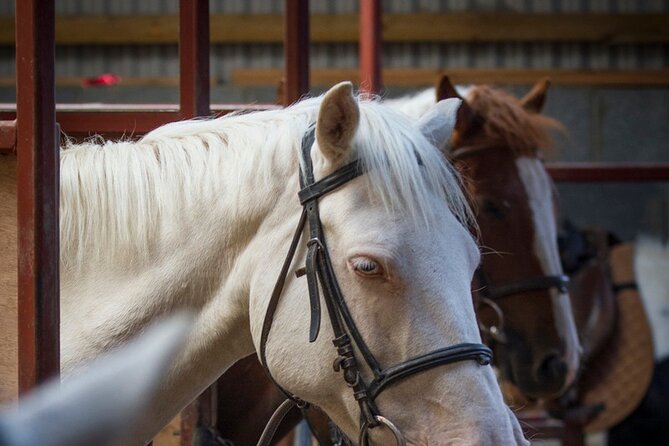Beach & Countryside Horse Riding Outside Westport. Guided. 1 Hour - Tour Duration and Group Size