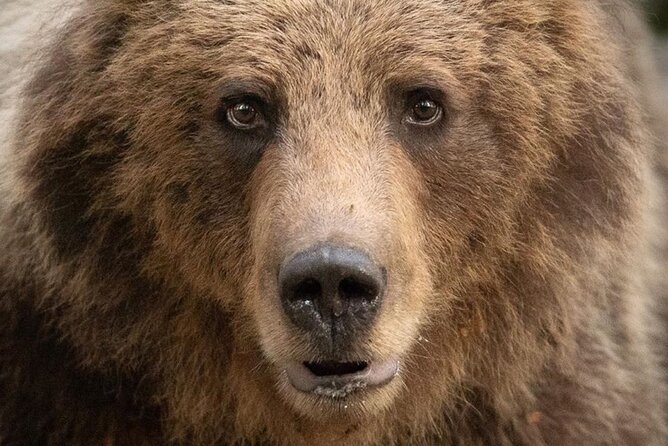 Bearwatching Hiking Day Tour in High Tatras From Poprad - Experience Highlights