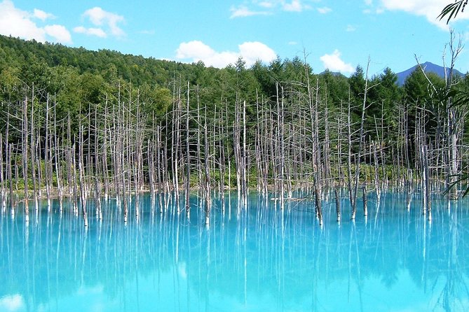 [Biei/Furano] One-Day Sightseeing by Private Car! - Scenic Locations