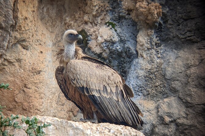 Birding Costa Del Sol Day Tour - Expert Birding Guide