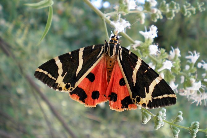 Butterfly Valley & Wine, Olive Oil, Honey Tasting Tour (Small Group) - Meeting and Pickup Information