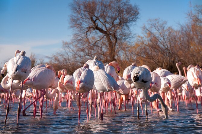 Camargue Small-Group Day Trip From Avignon - Transportation and Inclusions