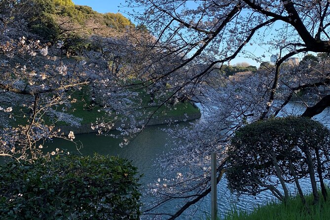 Cherry Blossom Tour in Tokyo - Meeting and Pickup