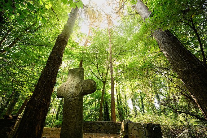 Courtown Woodland Guided Tour - Foraging for Edible and Medicinal Plants