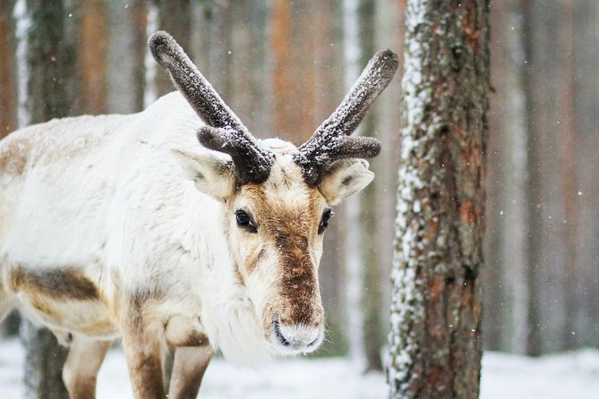 Cross-Country Skiing Trip - Pricing and Booking Information