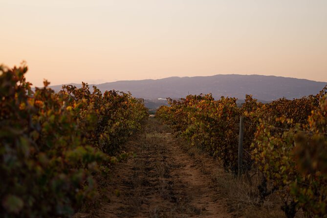 Dinner at the Vineyards in Lagoa - Exploring the Dining Menu and Wine Offerings