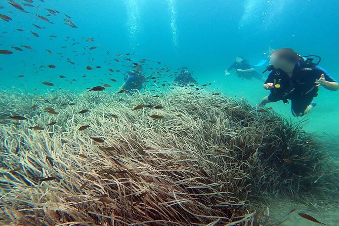 Discover Scuba Diving Experience Review - Highlights of the Excursion