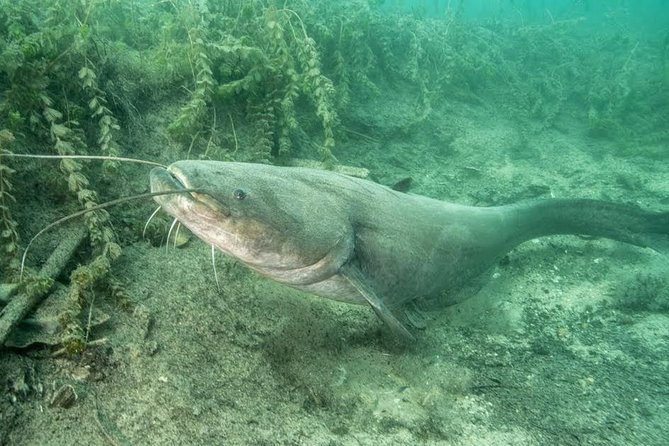 Diving Bled - Discovering Underwater Life in Slovenia