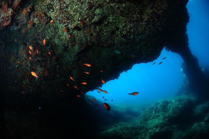 Diving Guided by the Diving Center (With Full Equipment) - Inclusions