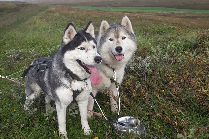 Dog Sledding and Mushing Experience by Siberian Husky in Iceland - Tour Details