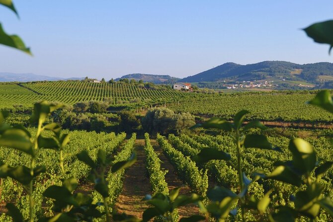 Douro Three Winery Small Group Tour With Lunch and Tastings - Highlights of the Day