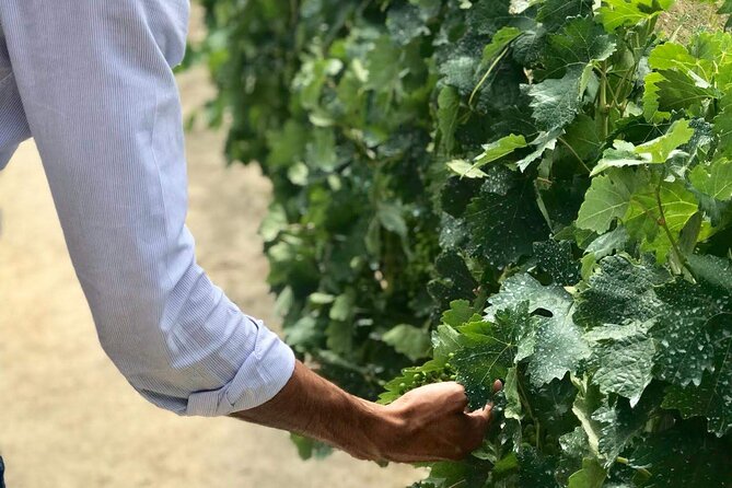 Douro Valley Premium Tours Review: Exceptional Experience - Inclusions and Amenities