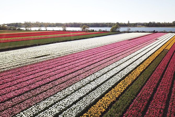 Drive It Yourself Electric Tulip and Flower Fields GPS Audio Tour - Vehicle Specifications