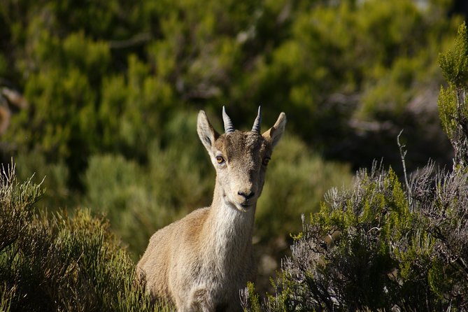 El Saltillo Gorge and White Village Hiking Tour From Malaga - Inclusions and Logistics