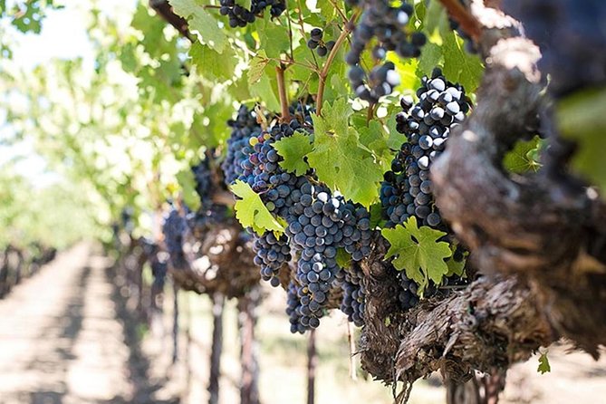 Etna Trekking and Wine Tasting - Volcanic Landscapes and Geology
