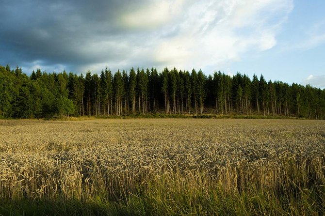 Evening Wildlife Safari From Stockholm - Inclusion and Logistics
