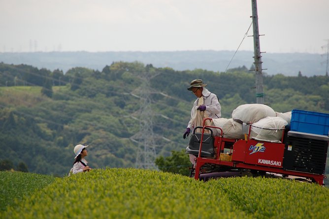 Experience Tea Picking With a Tea Farmer, and Tempura Lunch With Picked Tea Leaves - Tea Picking With a Tea Farmer