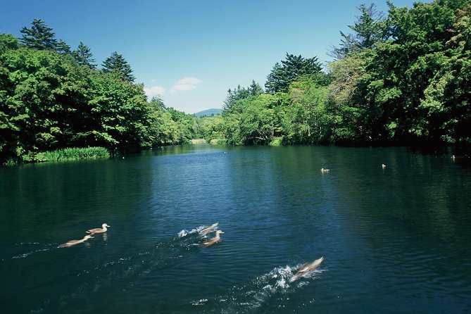 ~Exploring the Nature and Sightseeing Spots of Karuizawa~ Forest Bathing Cycling - Taking in the Tranquil Forest Bathing Experience