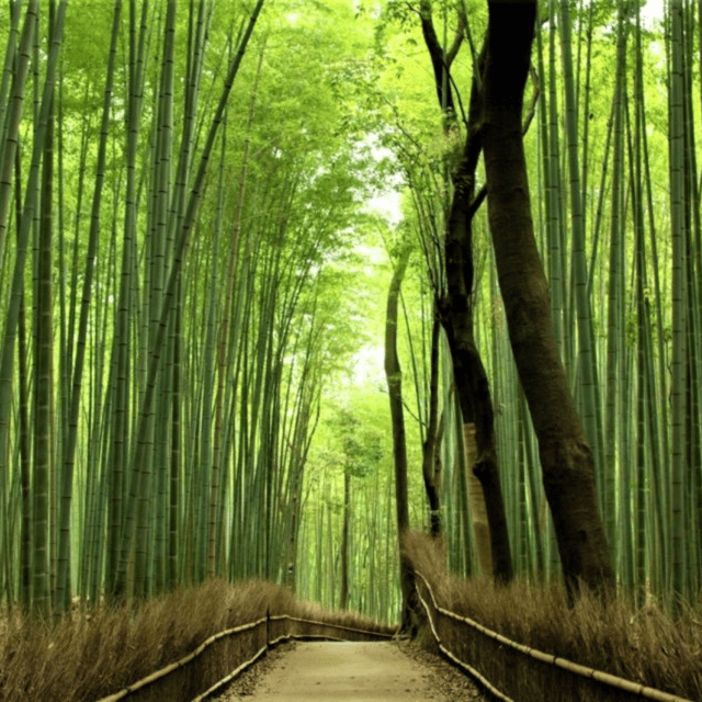 From Kyoto & Osaka: Kyoto Top Attractions Private Day Tour - Important Information and Restrictions