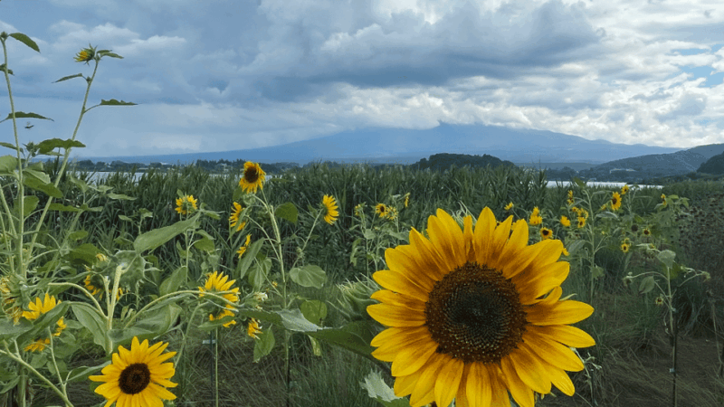 From Tokyo: Mount Fuji And Hakone Private Full Day Trip - Optional Stops