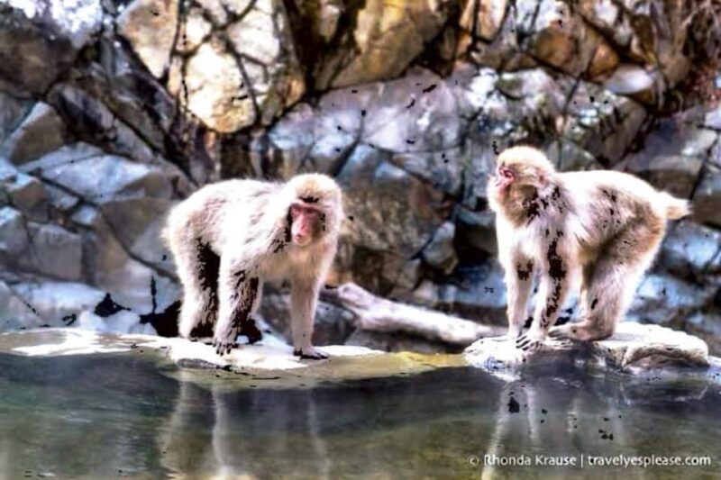From Tokyo: Snow Monkey & Zenkoji Temple Private Tour - Itinerary Highlights